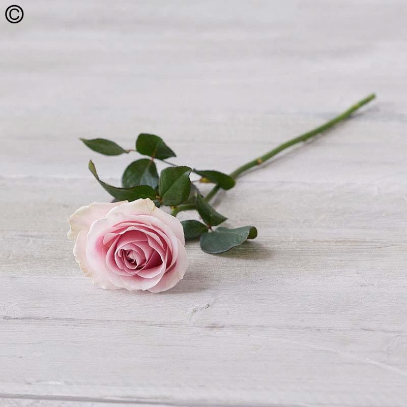 Single Rose Pink – Dobbes Florist Shop